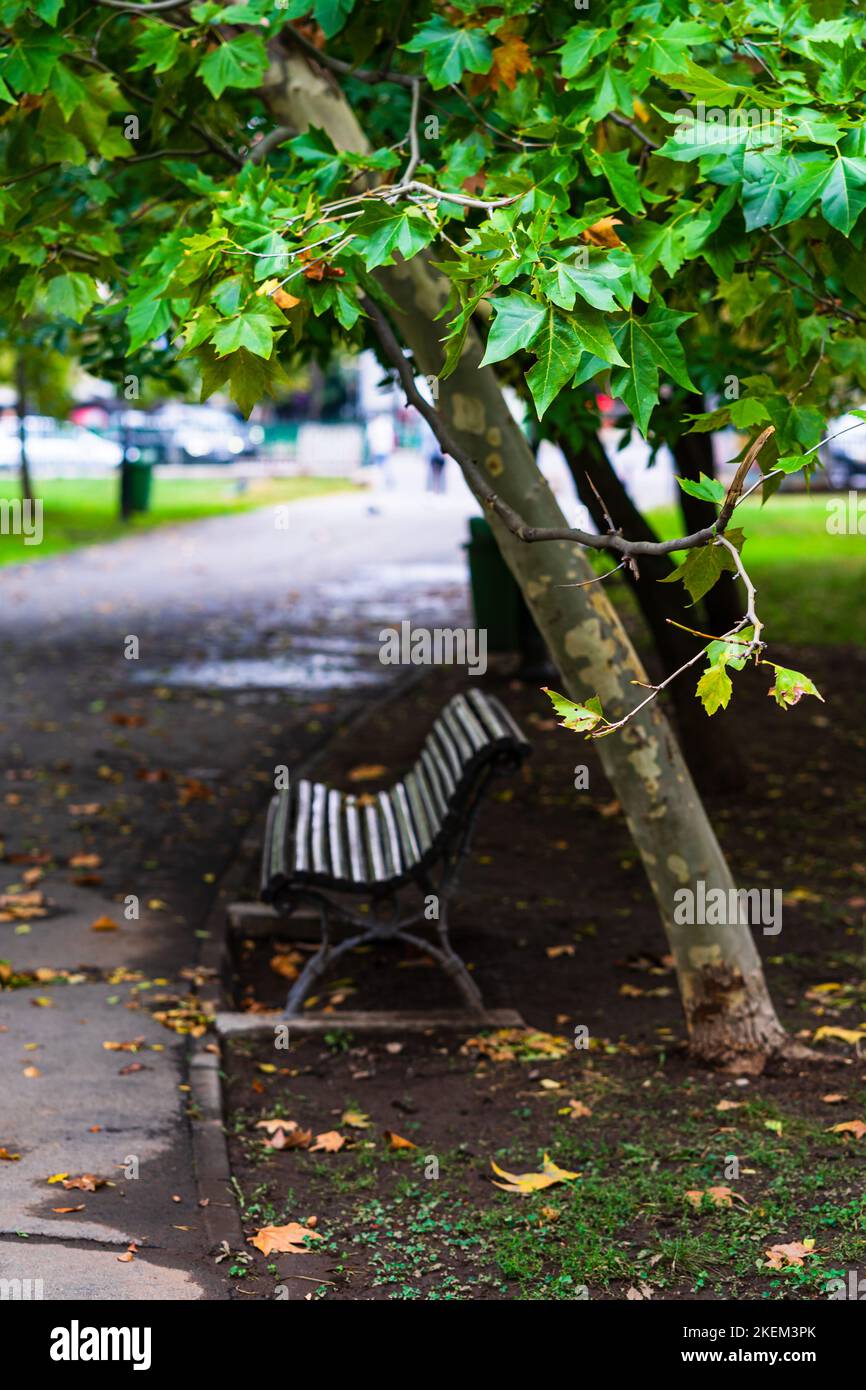 Autumn scenery with alley of fall leaves Stock Photo - Alamy