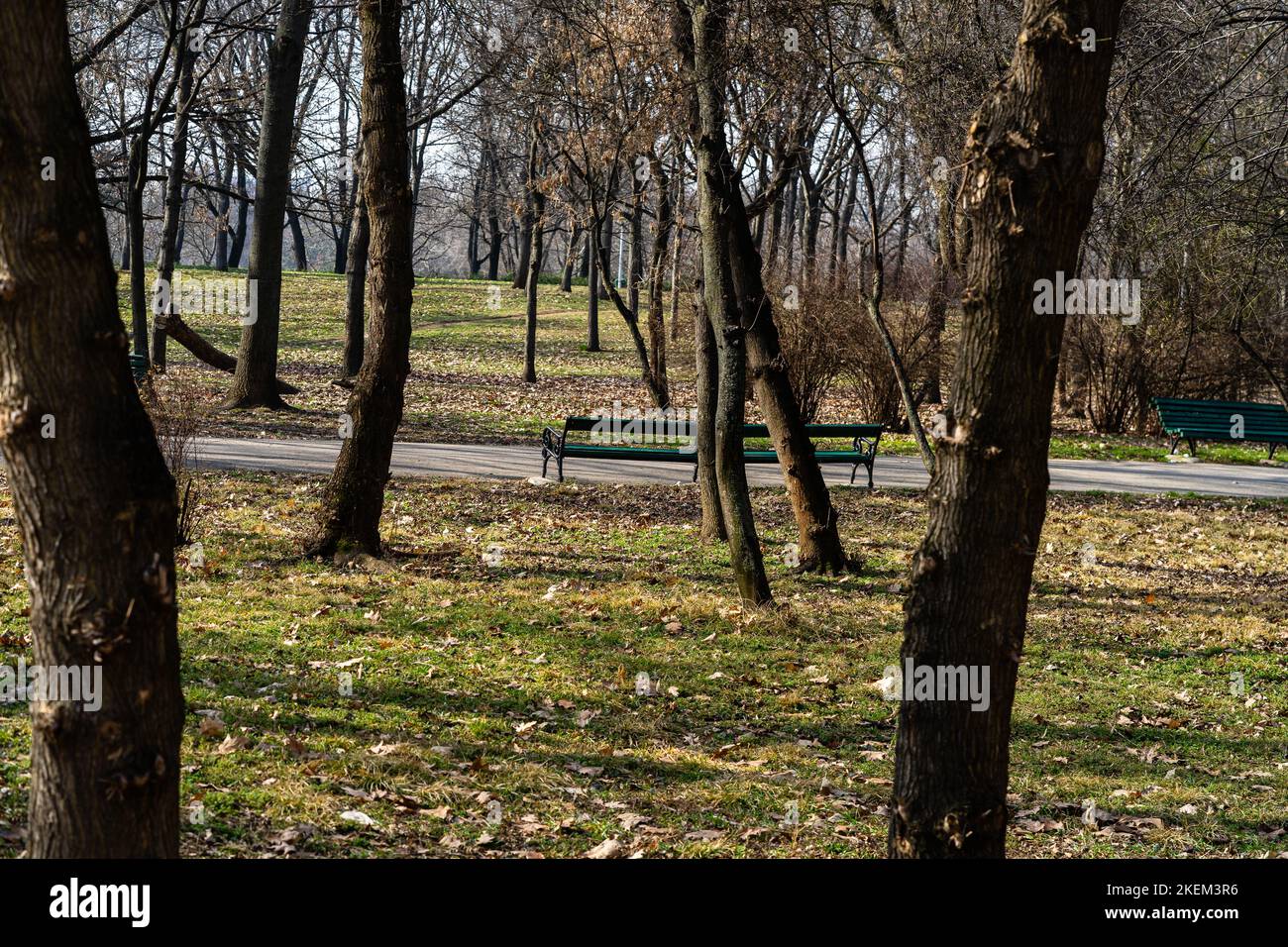 Autumn scenery with alley of fall leaves Stock Photo - Alamy