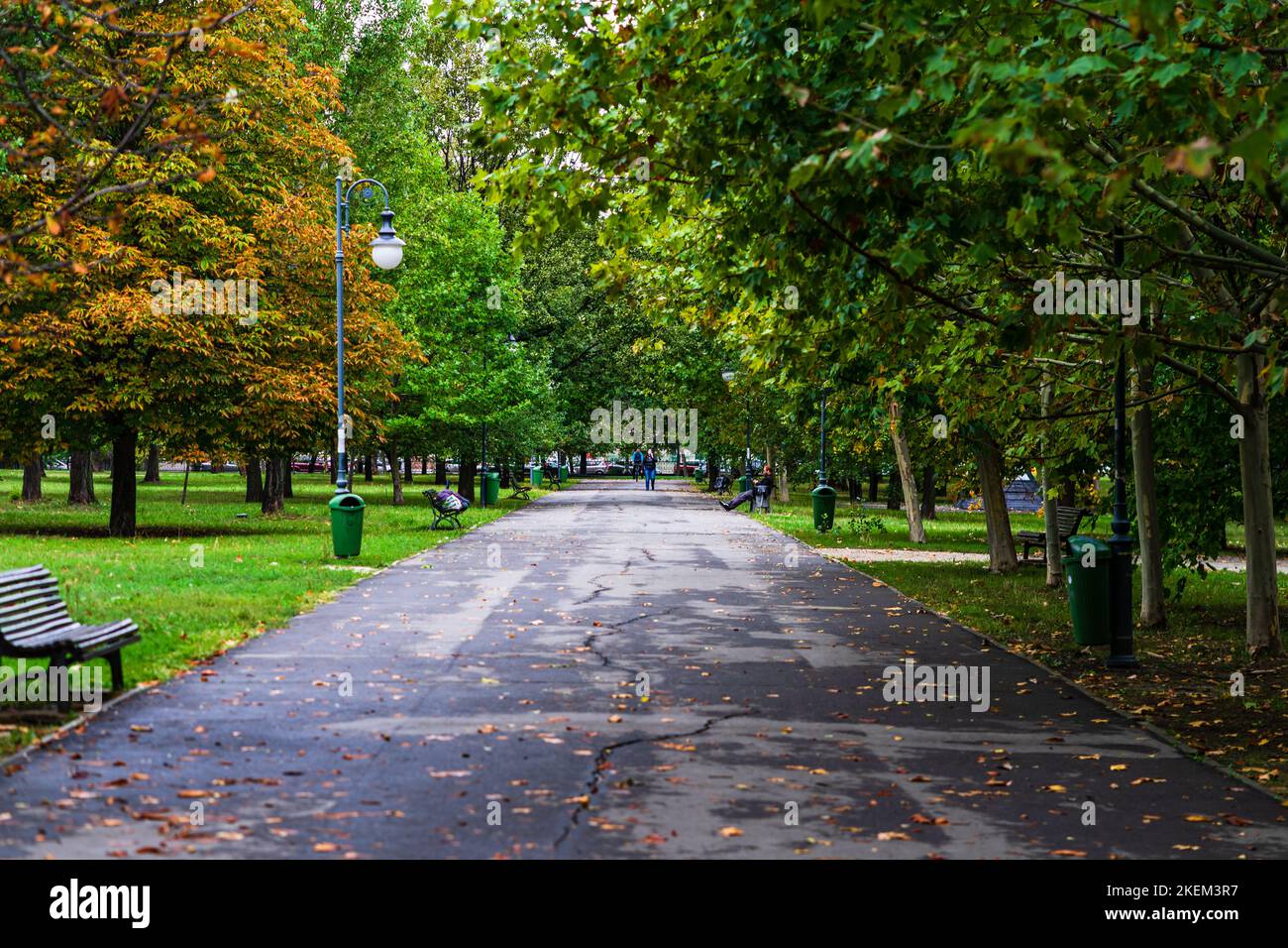Autumn scenery with alley of fall leaves Stock Photo - Alamy