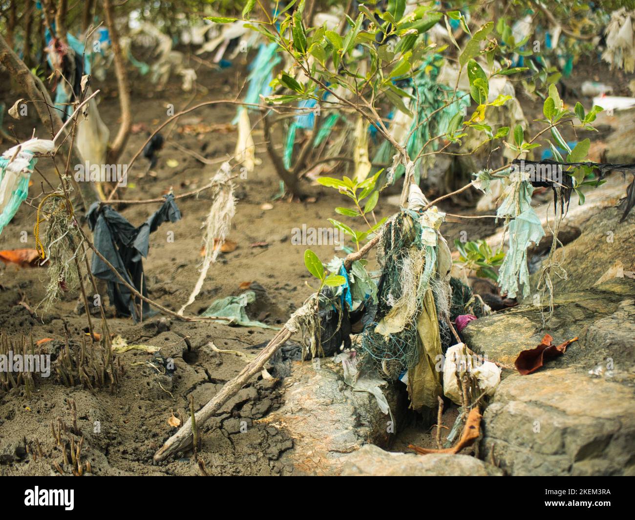 Plastic waste stuck on mangrove tree during low tide Stock Photo - Alamy