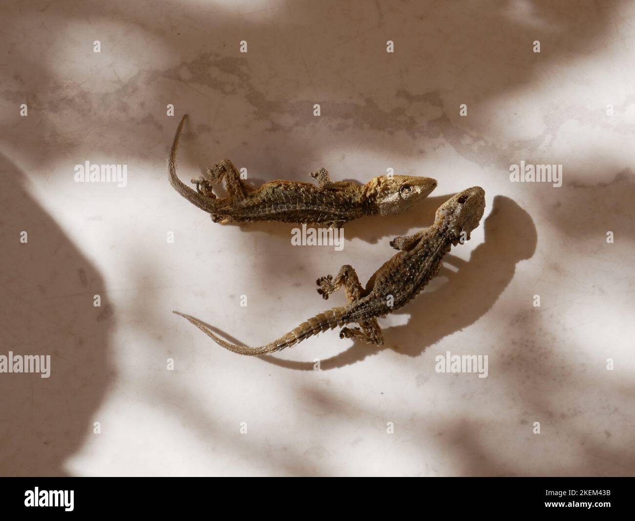 Close up photo of two dead domestic geckos Stock Photo - Alamy