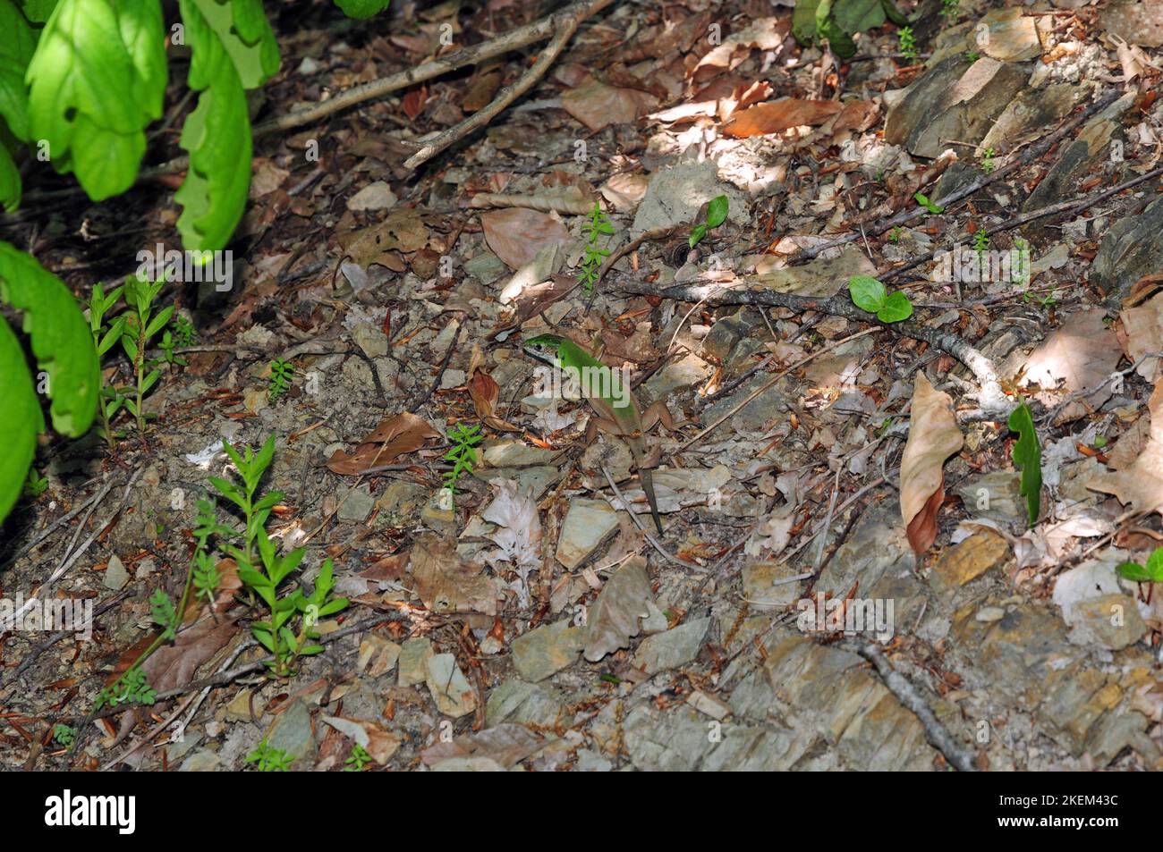 1839 istanbul hi-res stock photography and images - Alamy