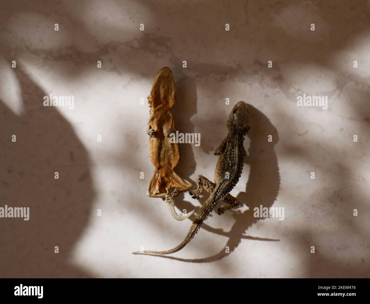 Close up photo of two dead domestic geckos Stock Photo - Alamy