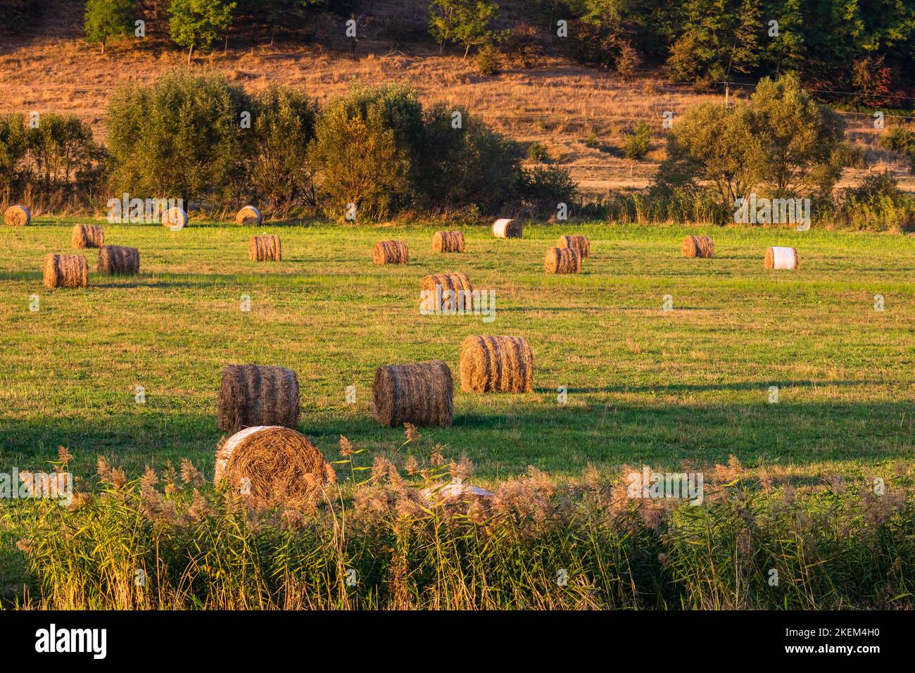 Golden hay bales. Agricultural parcels of different crops and hay roll ...