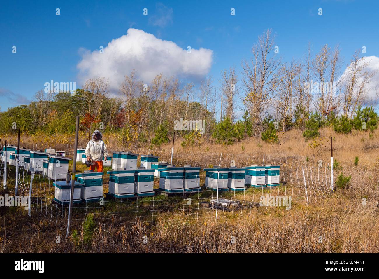 The Vale bee hive project, managed by beekeeper Bob Dewar, Greater ...
