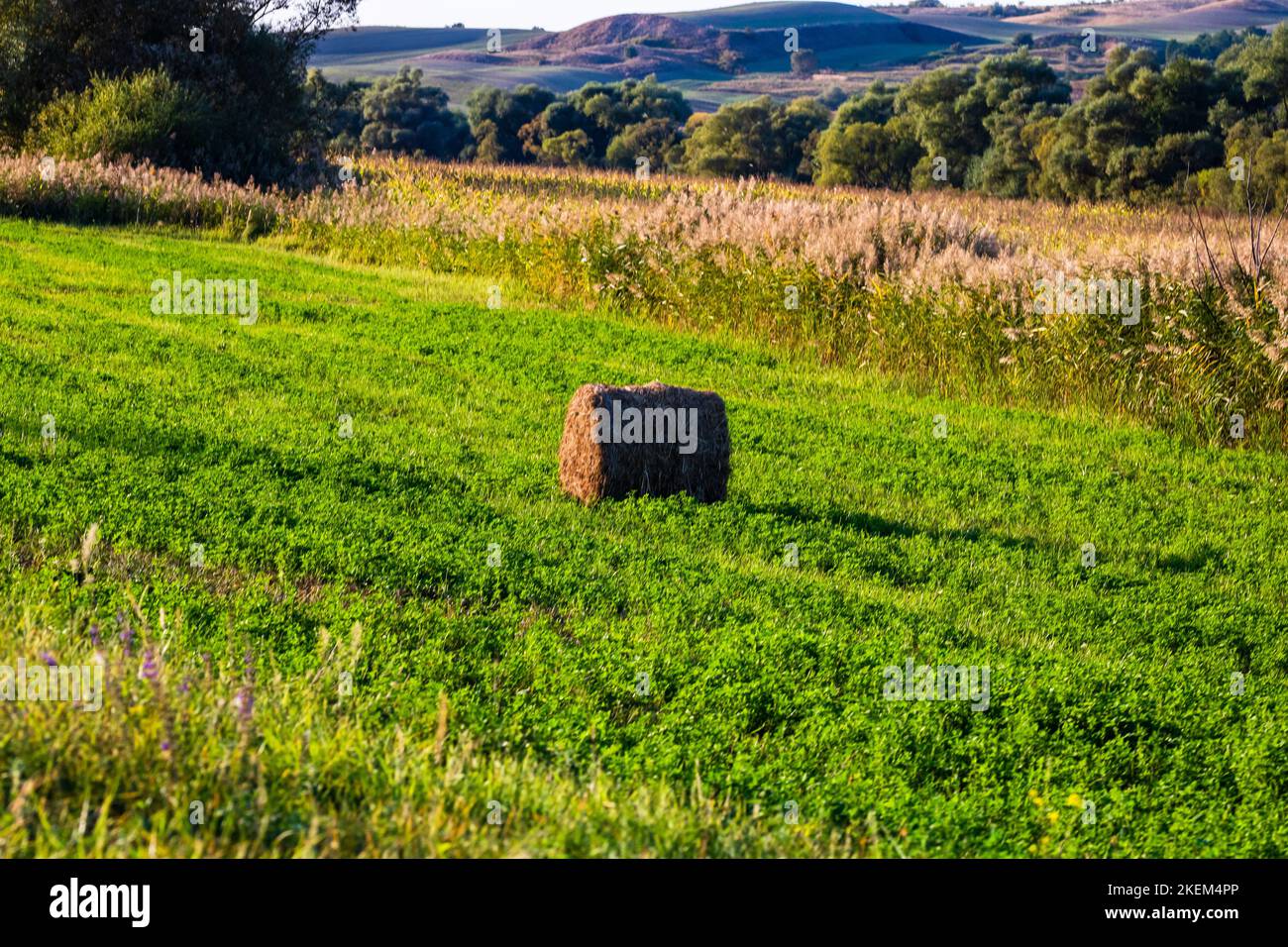 Golden hay bales. Agricultural parcels of different crops and hay roll ...