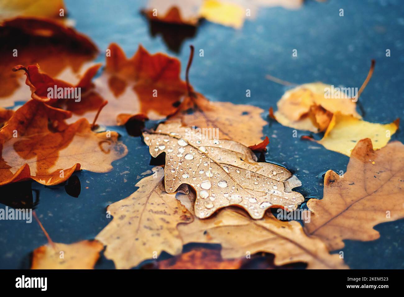 Yellow leaves lie in puddle on asphalt. Beautiful autumn background. Fallen leaves from trees ...