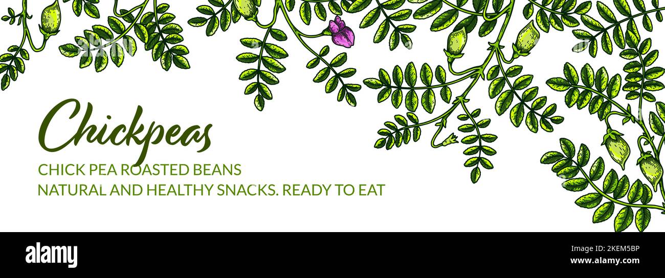 Colorful horizontal chickpeas design. Hand drawn illustration in ...