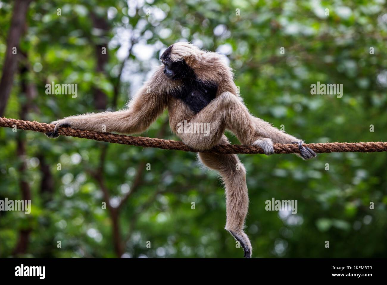 A cute Gibbon (Hylobatidae) sitting on a rope with trees in the ...