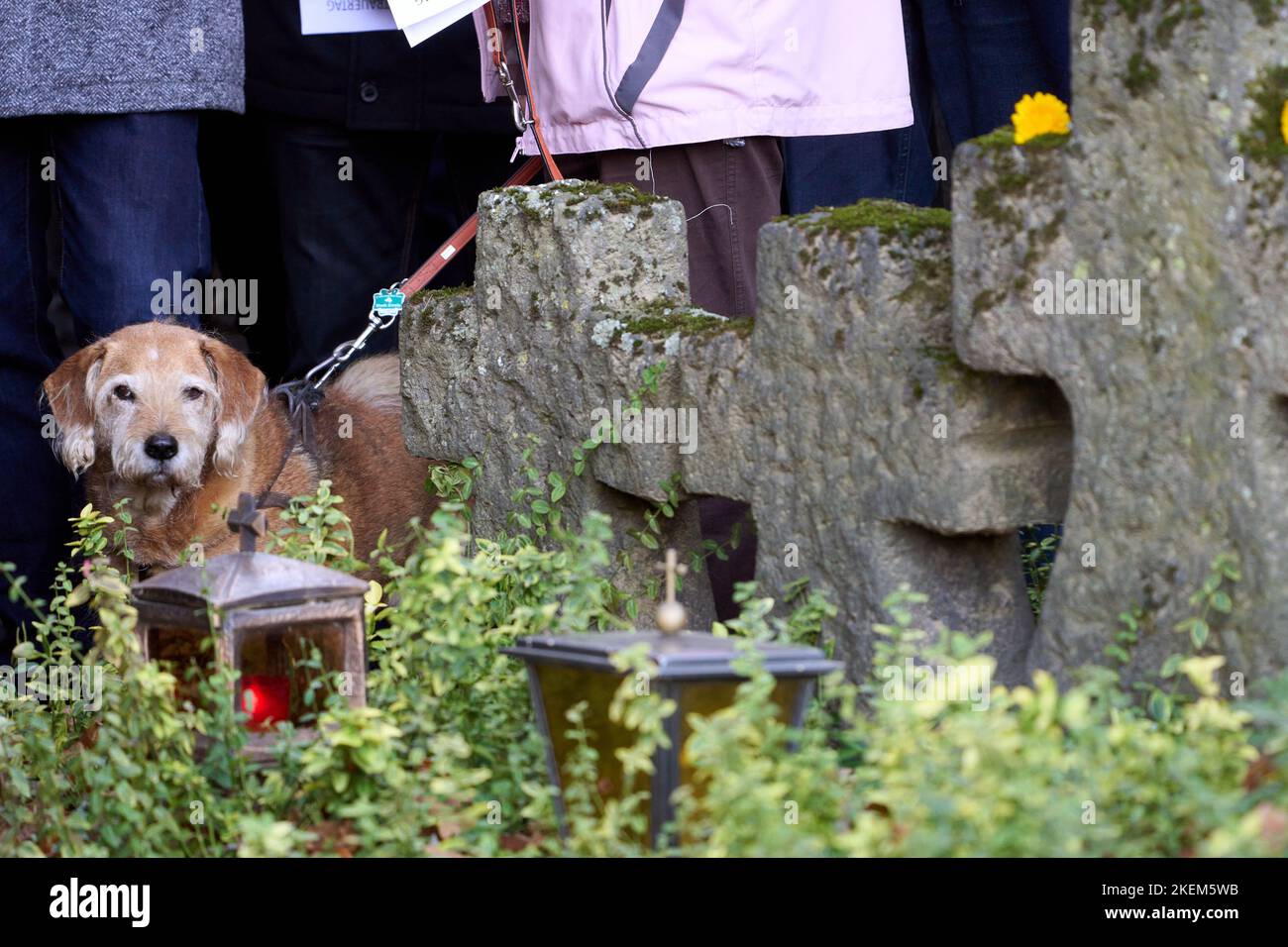 Dogs And Military Grave