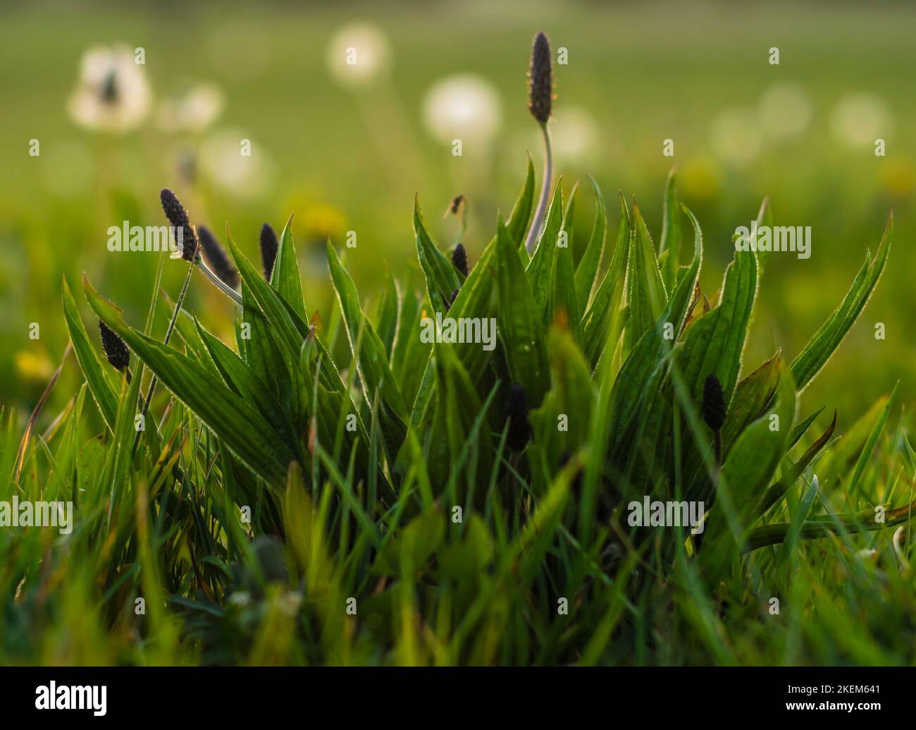 A closeup shot of a green Ribwort Plantain (Plantago lanceolata) on the ...