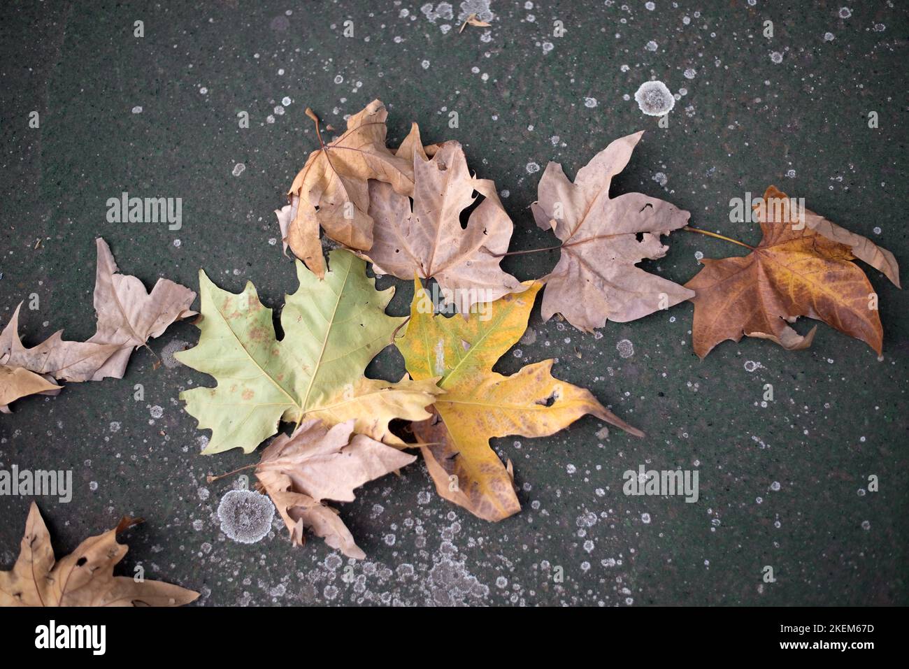platanus orientalis leaves on the ground, autumn season, shallow DOF ...