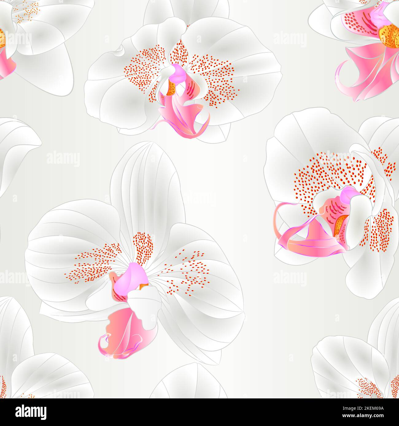 Seamless texture Orchids Phalaenopsis closeup white beautiful flower ...