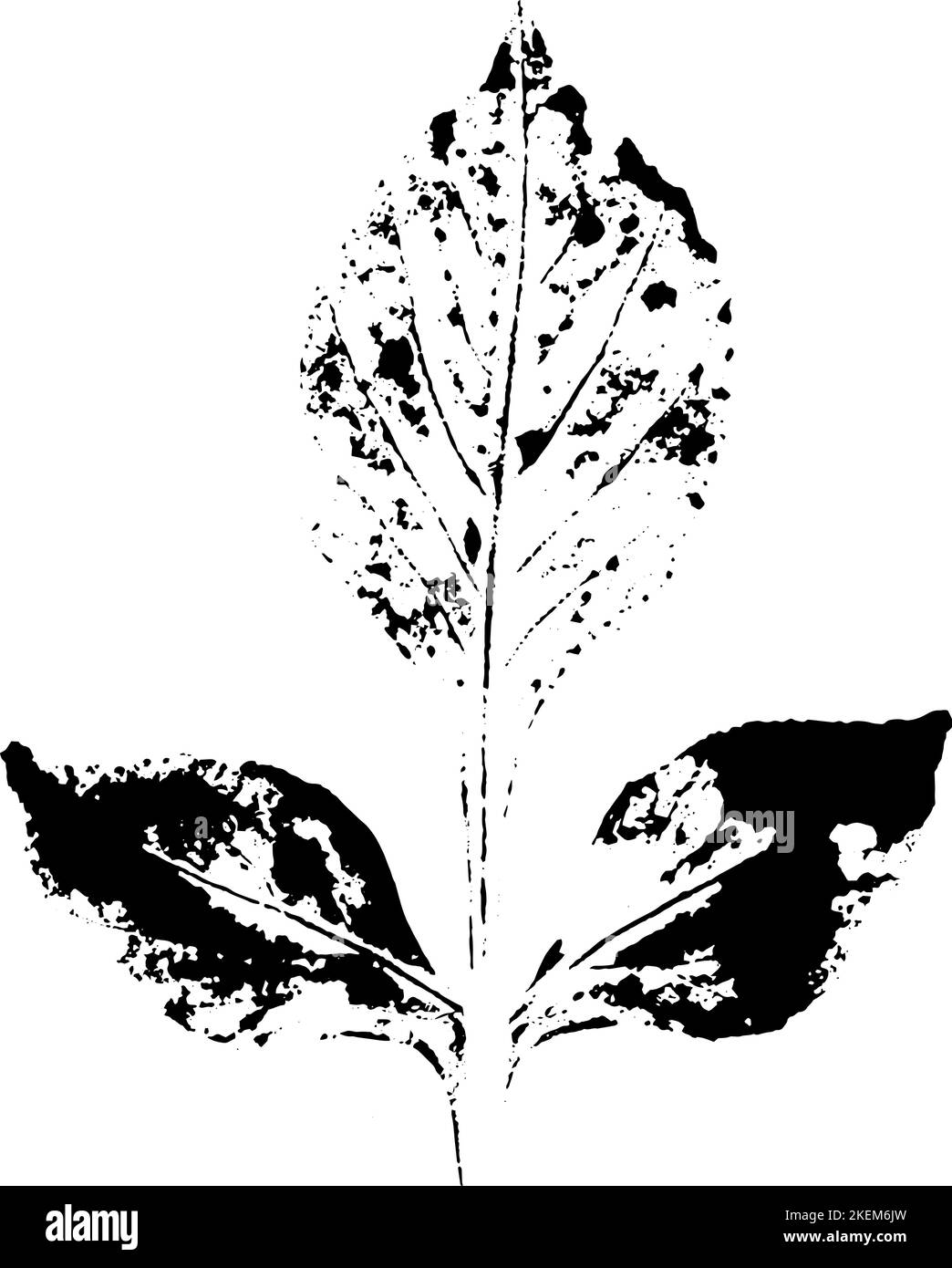Leaf ink prints. Autumn herbarium, stamps leaves of trees. Grunge ...