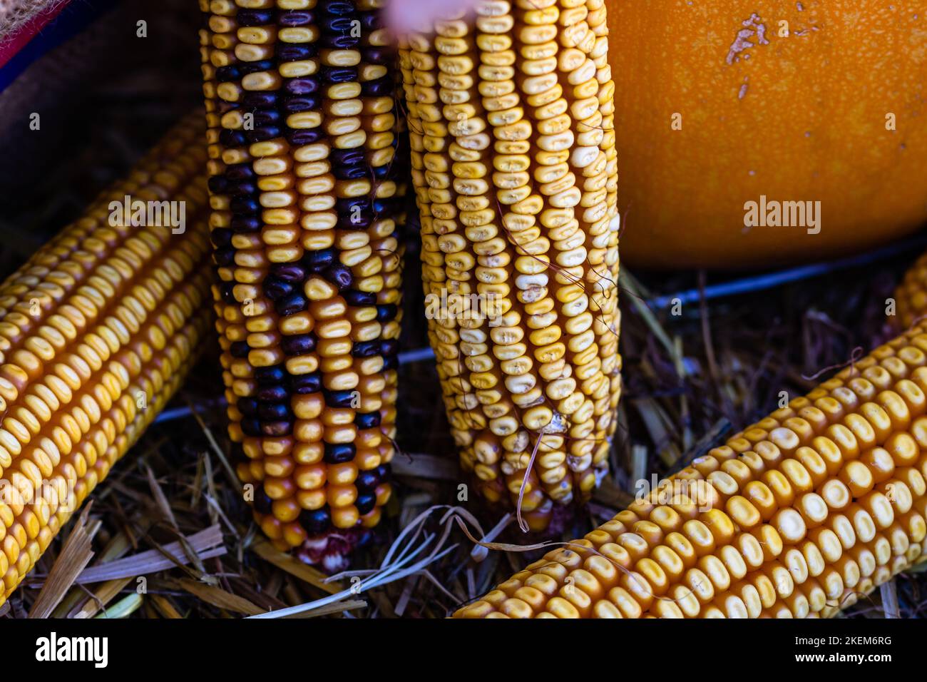 Toned autumn background of pumpkins and corn Stock Photo - Alamy