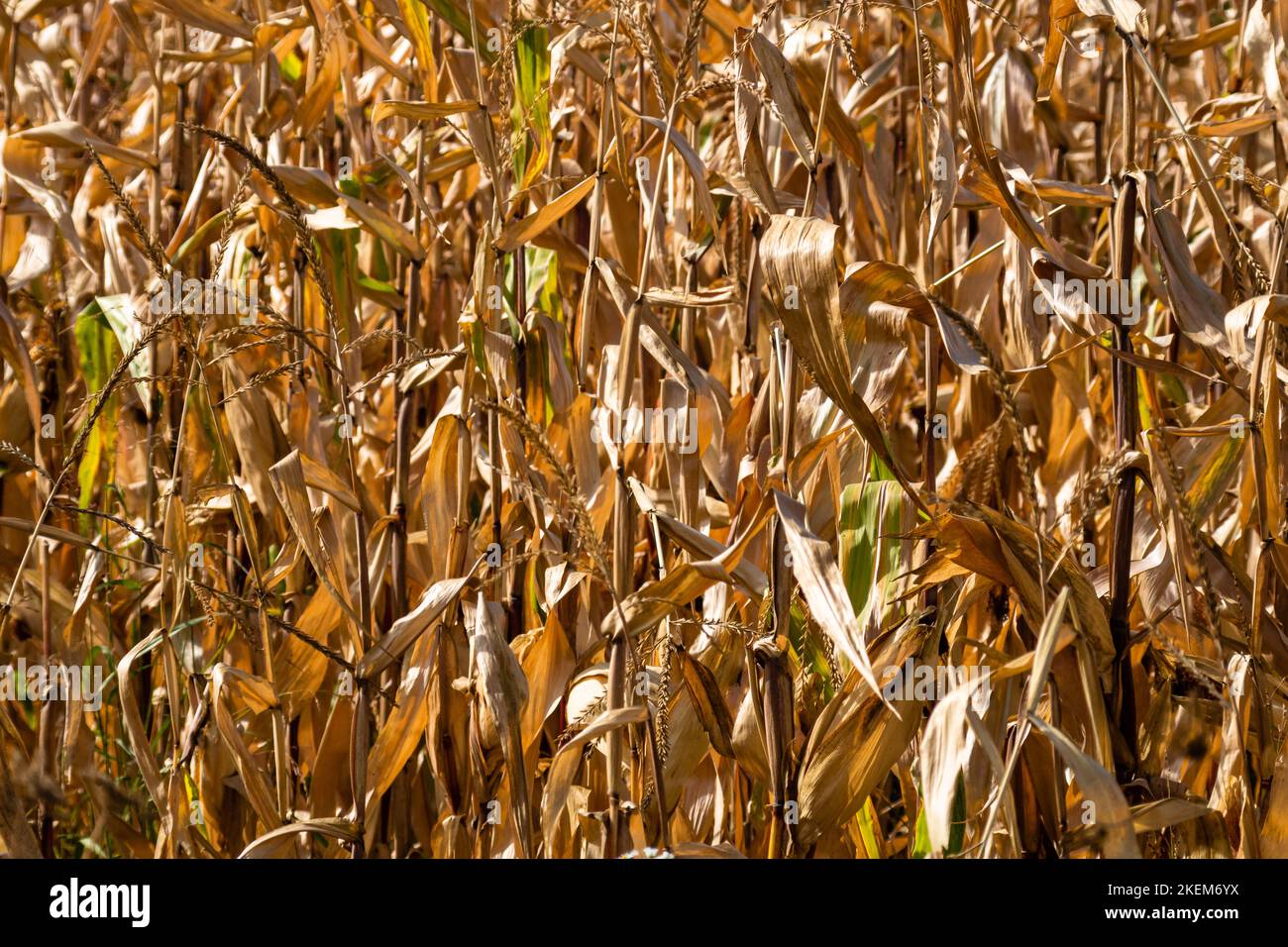 Dried out corn field. Ripe corn left to dry Stock Photo - Alamy