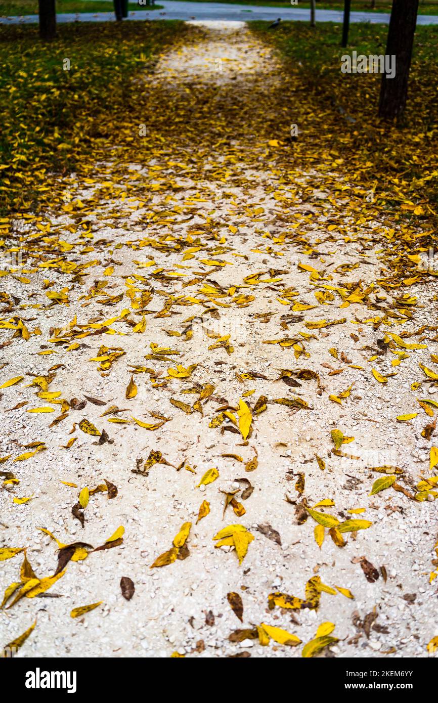 Autumn scenery with alley of fall leaves Stock Photo - Alamy