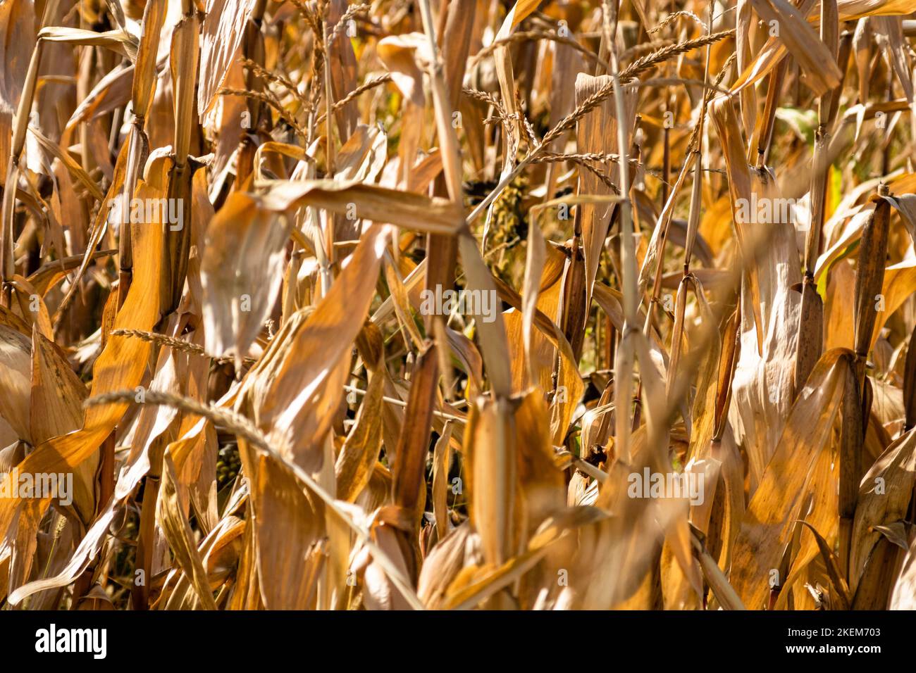 Dried out corn field. Ripe corn left to dry Stock Photo - Alamy