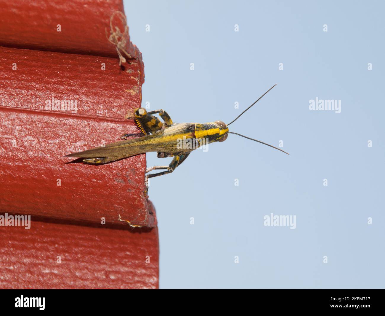 Roof rot hi-res stock photography and images - Alamy