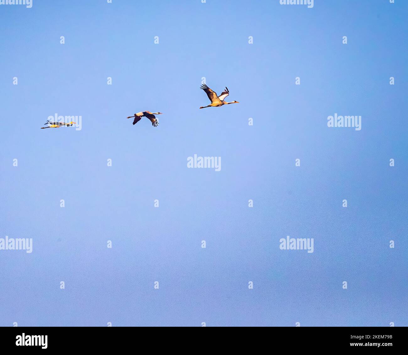 A Family of Common Cranes flying in blue sky Stock Photo - Alamy