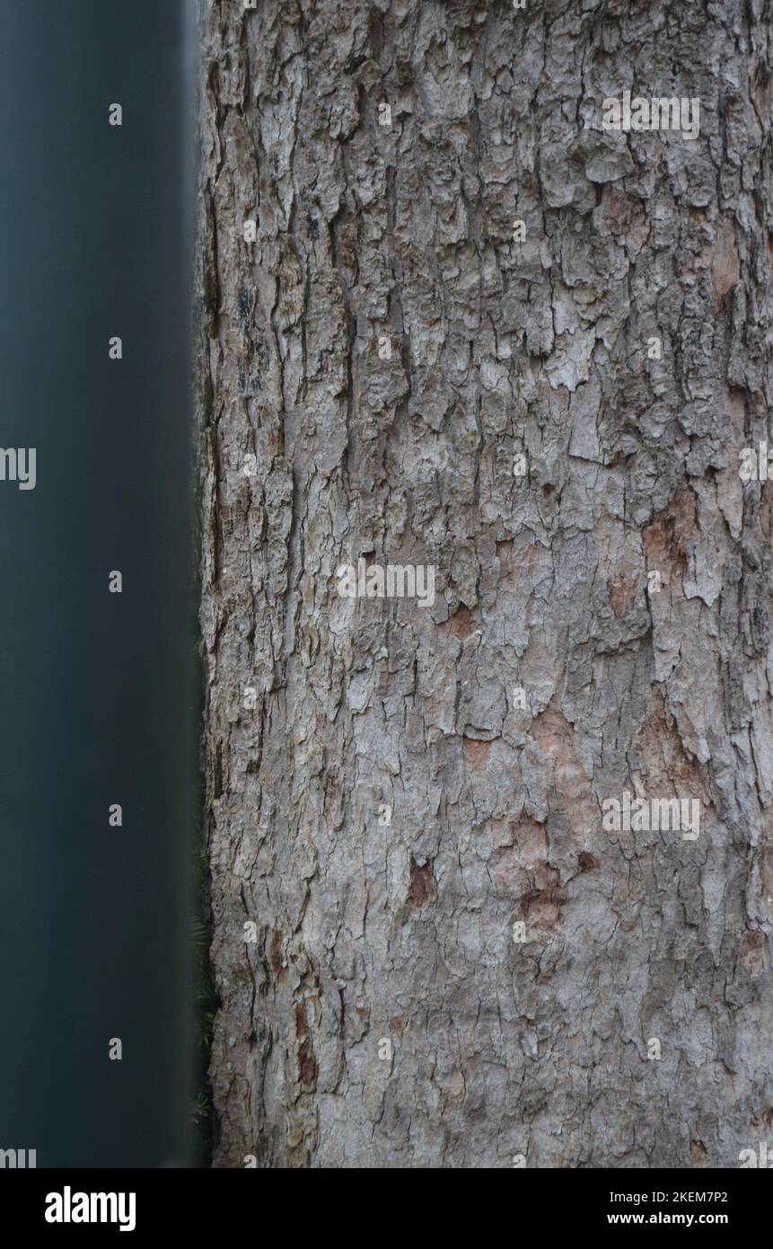 Metal and tree bark Stock Photo - Alamy
