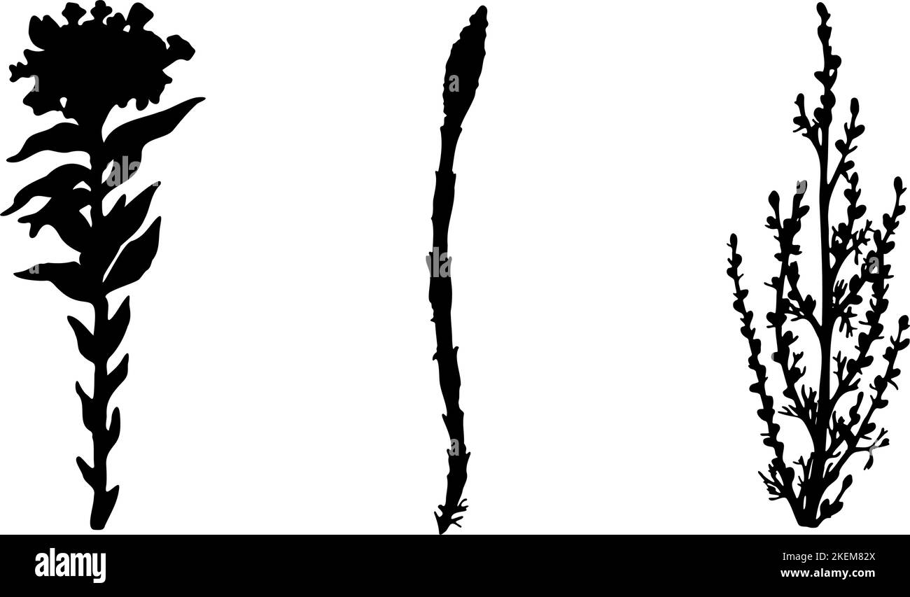 Collection of plants, flowers and herbs. Black silhouettes of plants ...