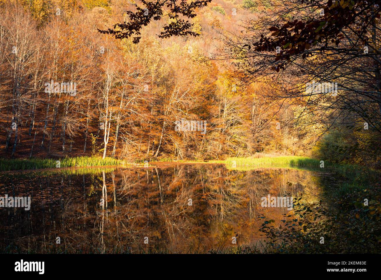 Autumn forest and lake in Serbia. Colorful landscape with trees, water ...