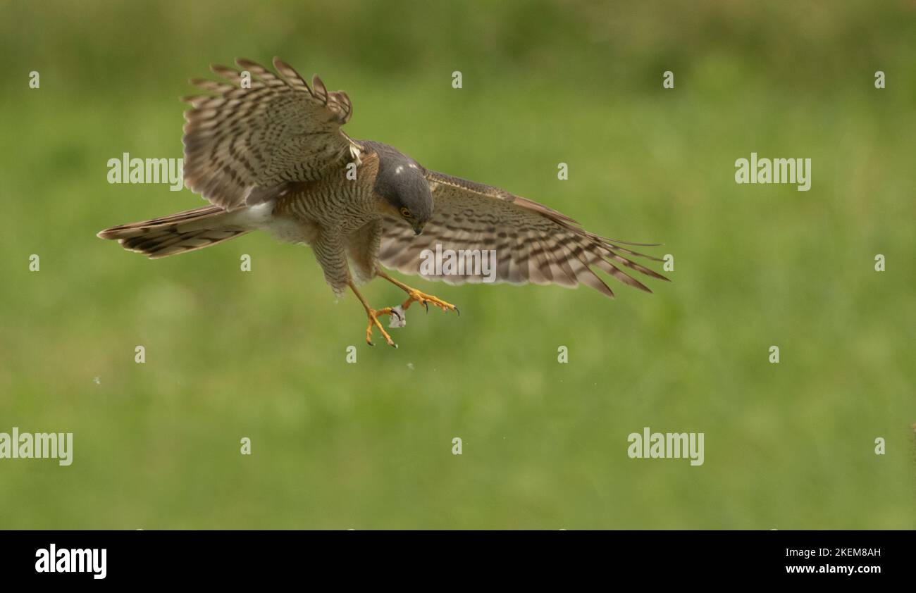 Sparrowhawk on the hunt Stock Photo - Alamy