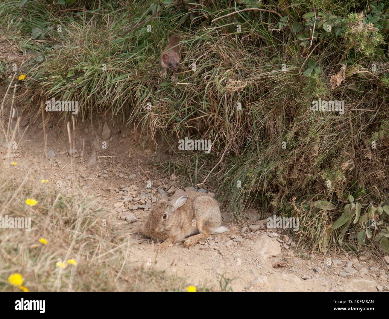 Weasel is hunting a rabitt Stock Photo - Alamy