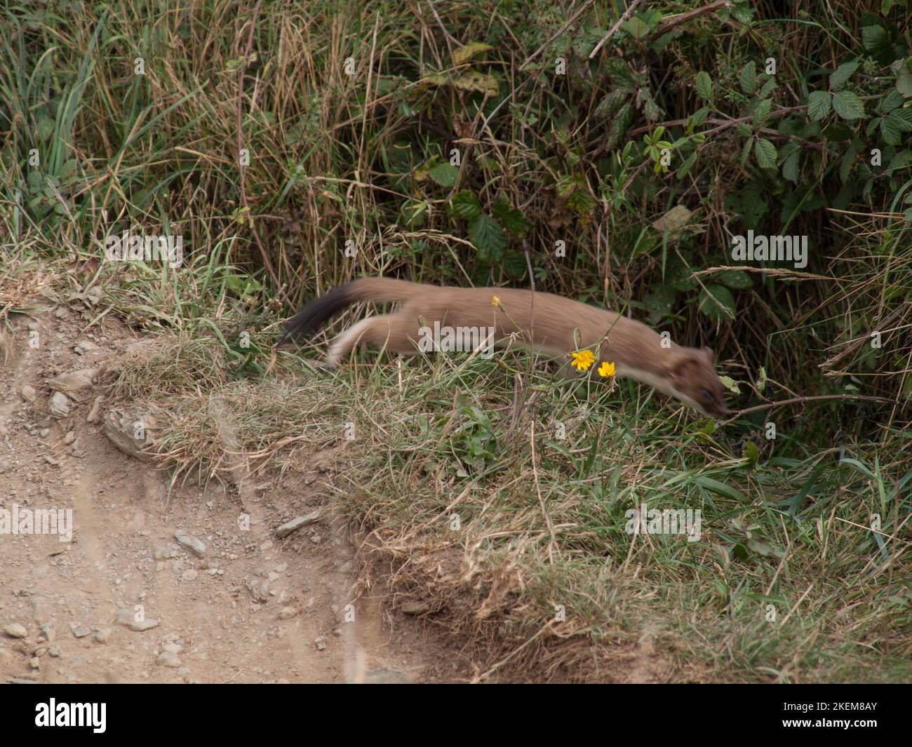 Weasel is hunting a rabitt Stock Photo - Alamy