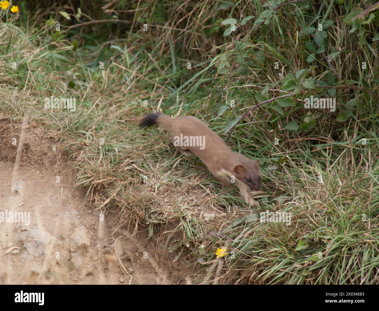 Weasel is hunting a rabitt Stock Photo - Alamy