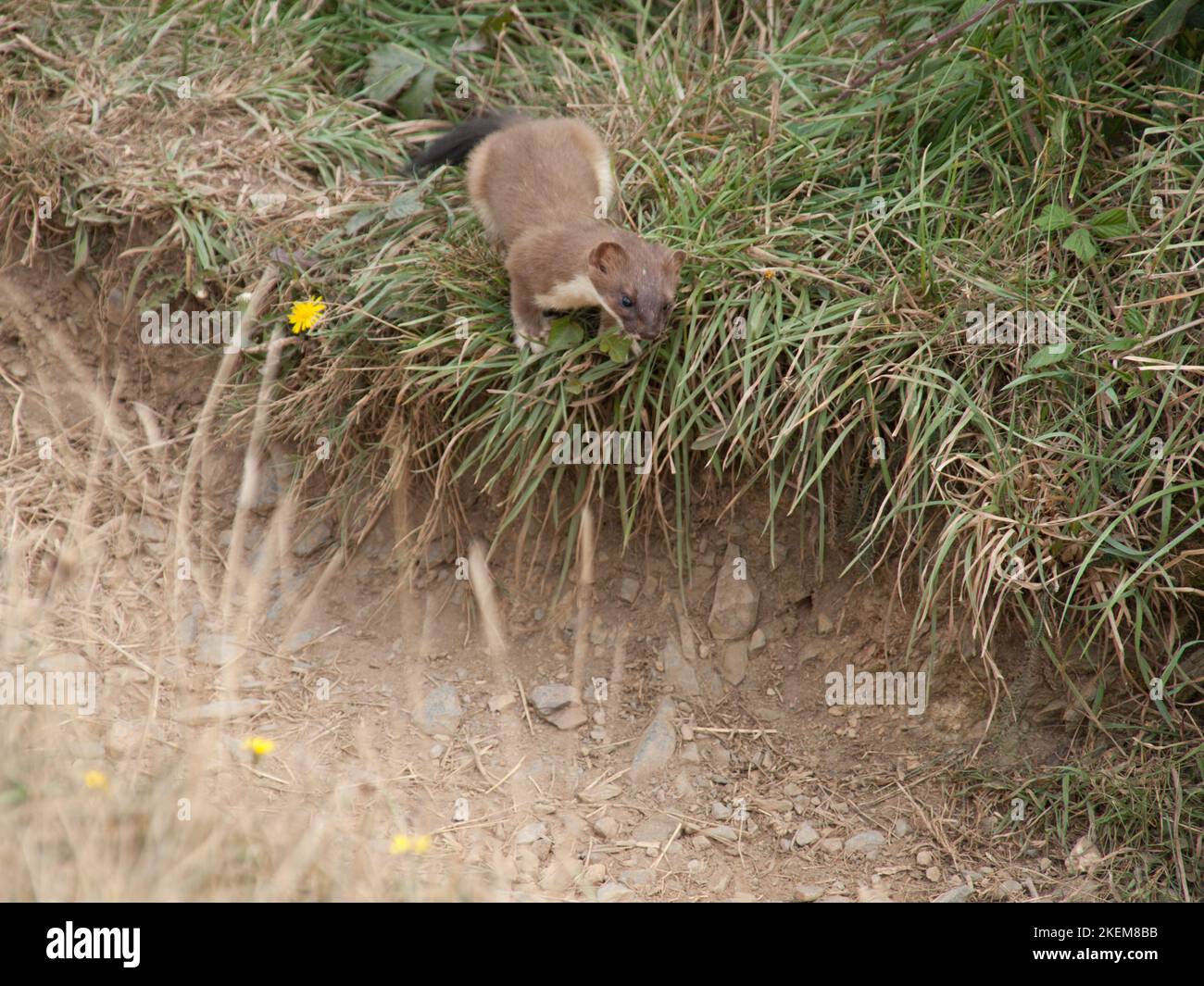 Weasel is hunting a rabitt Stock Photo - Alamy