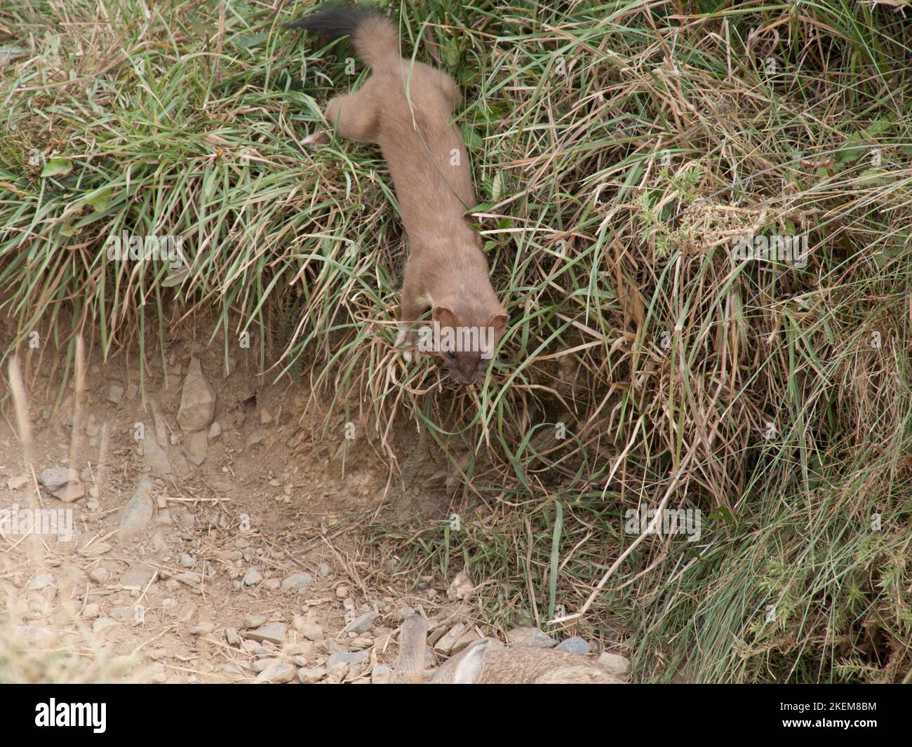 Weasel prey hi-res stock photography and images - Alamy