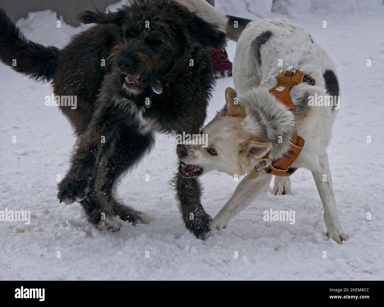 University dog park hi-res stock photography and images - Alamy