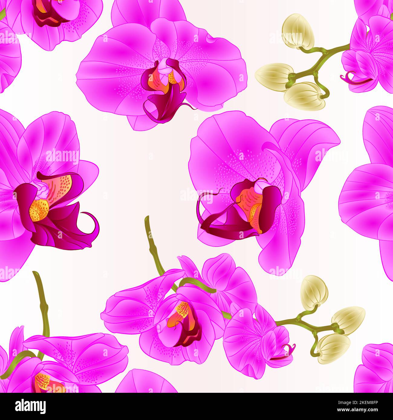 Seamless Texture Orchids Phalaenopsis Closeup Purple Beautiful Flower
