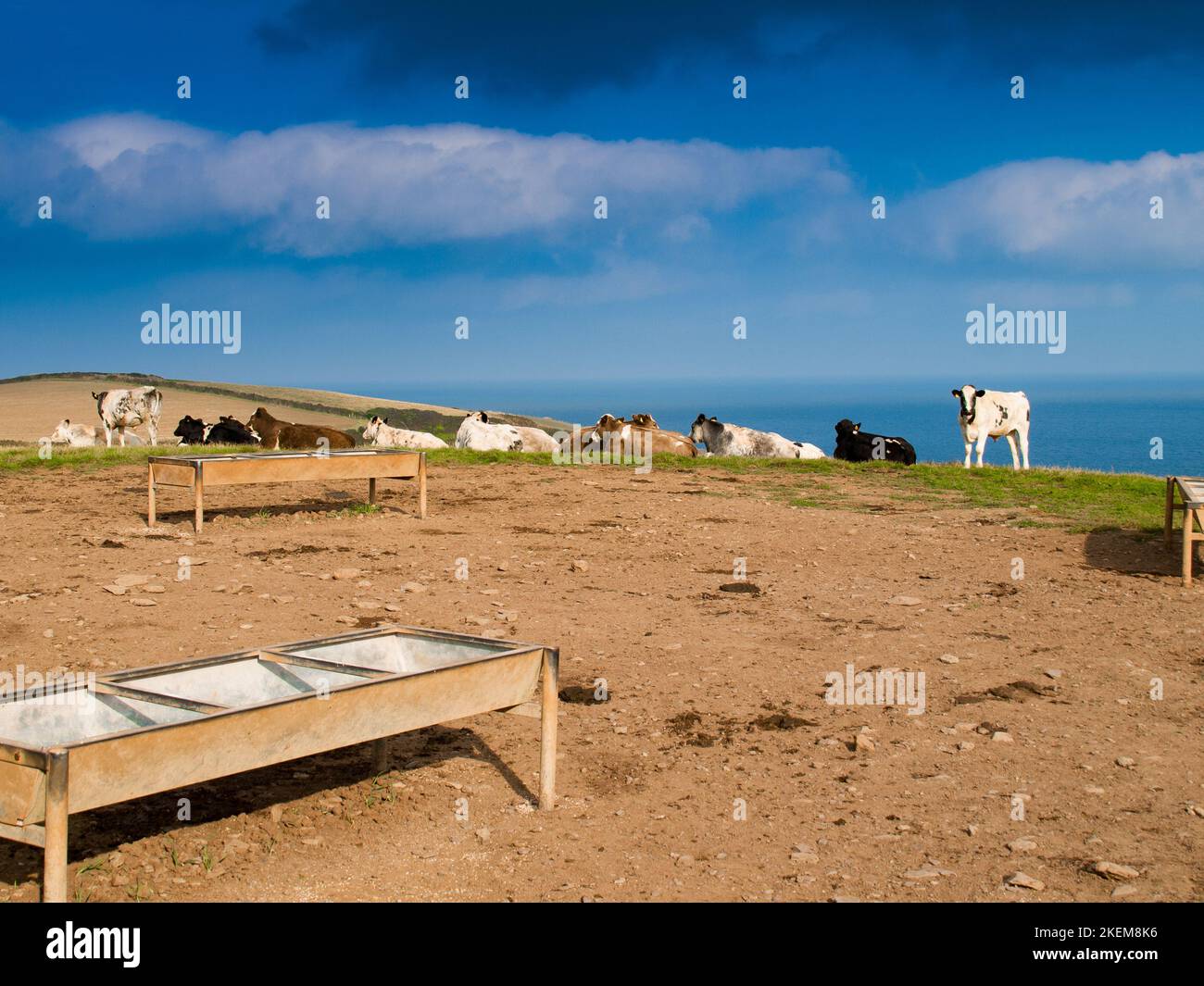 Cattle near Port Isaac in northern Cornwall with the atlantic ocean a ...