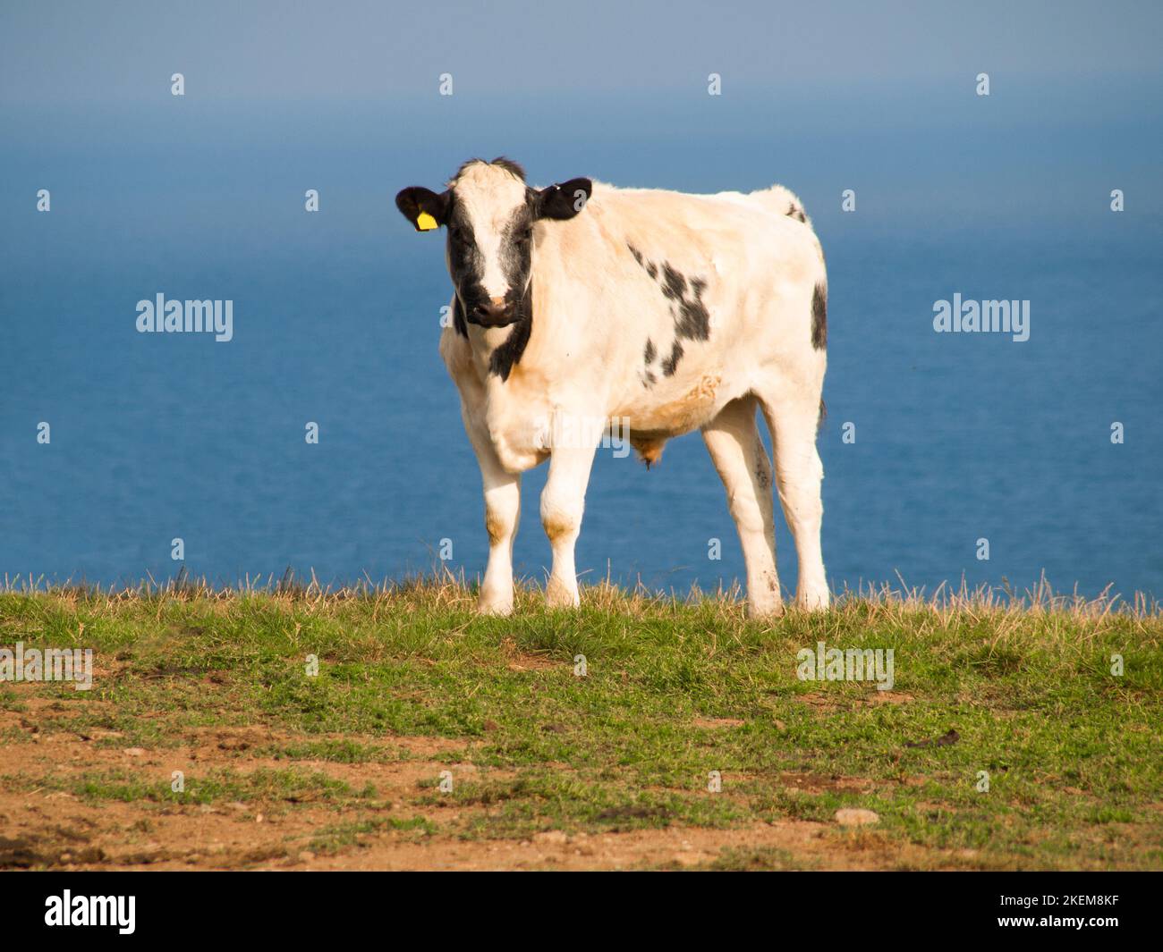 Calf on a farmland near Port Isaac in north Cornwall with the atlantic ...