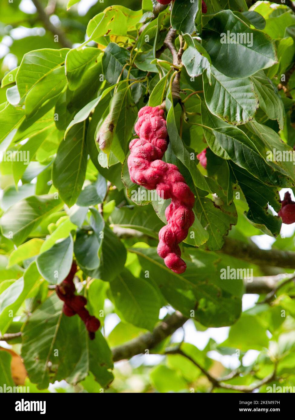 Magnolia tree red seed pod hi-res stock photography and images - Alamy