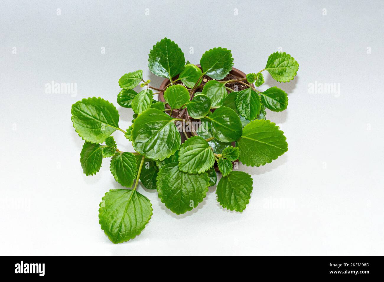 Whorled leaves hi-res stock photography and images - Alamy