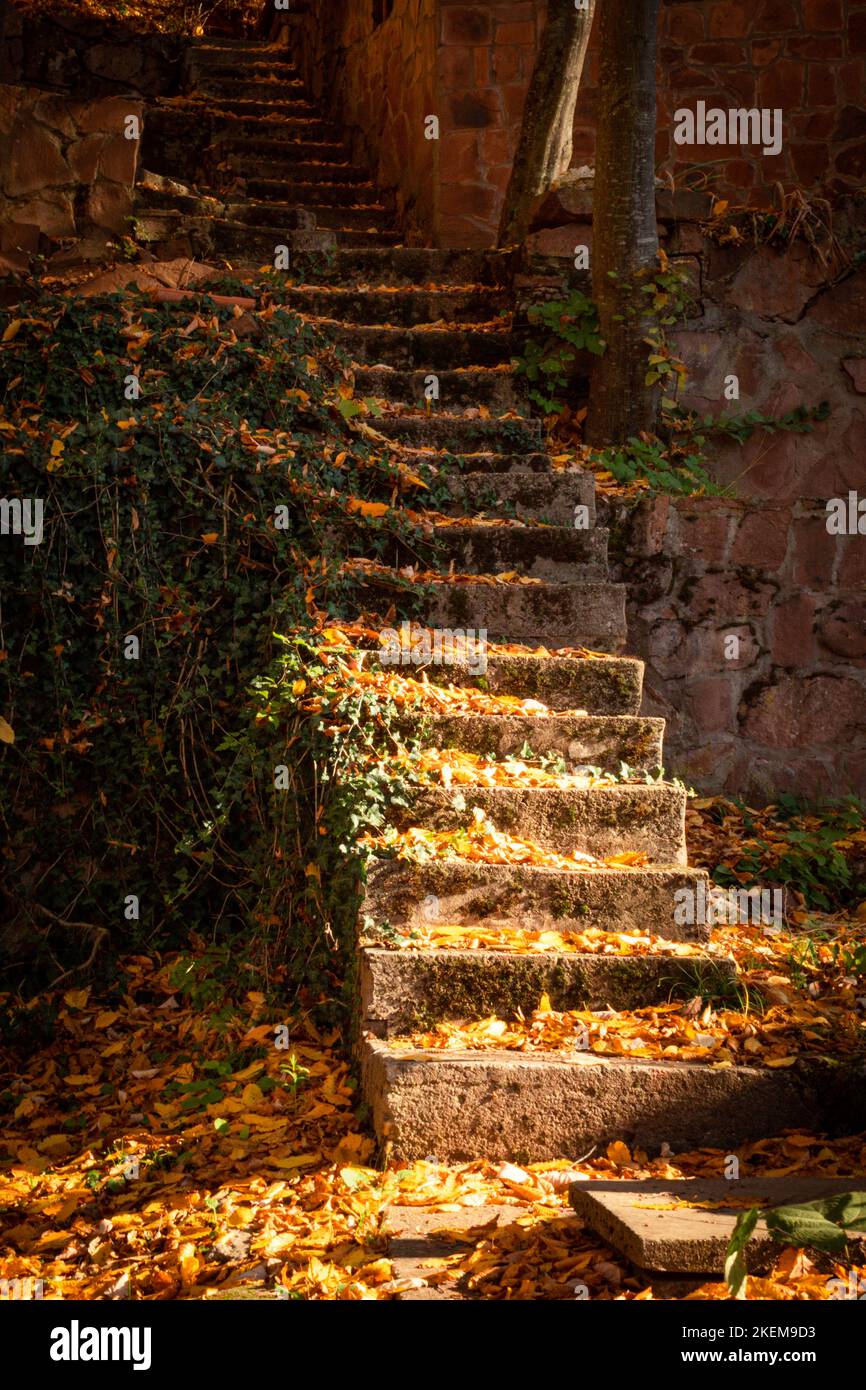 Colorful fall landscape with stone stairs, orange foliage and gold ...