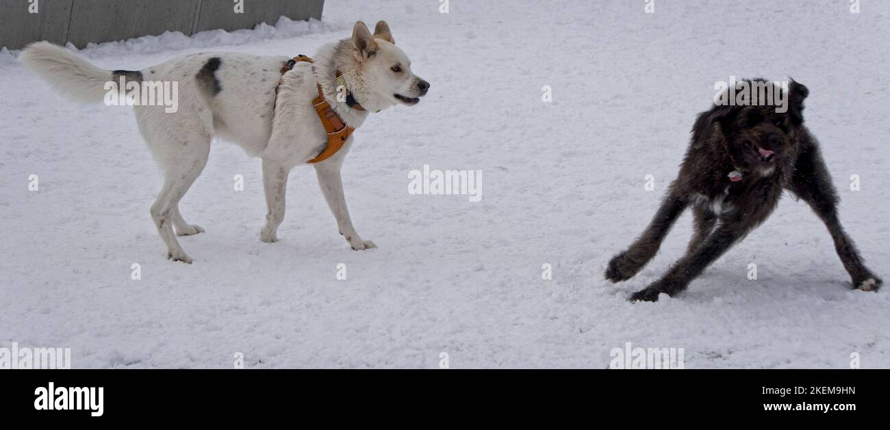 University dog park hi-res stock photography and images - Alamy