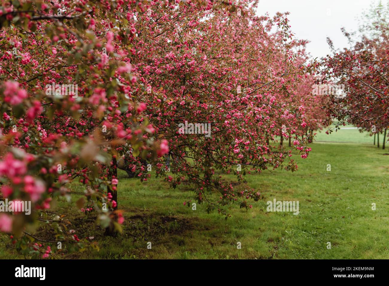 Park road apple trees hi-res stock photography and images - Alamy