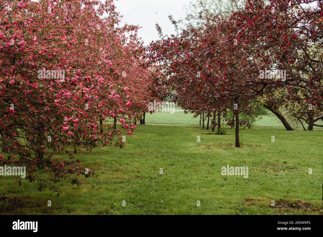 Row blooming pink trees hi-res stock photography and images - Alamy