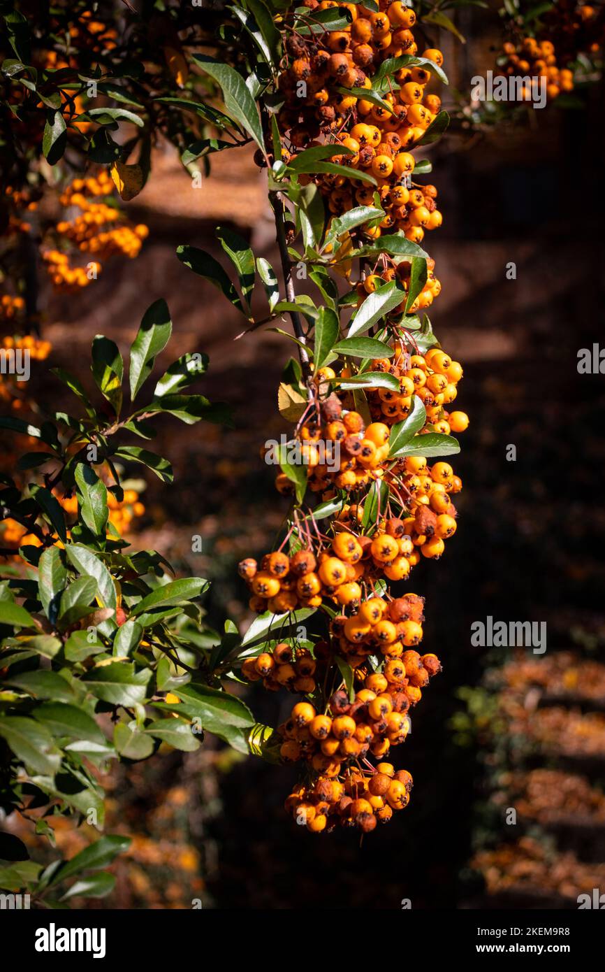 Fire thorn bush full of orange colored berries in the forest. Natural ...