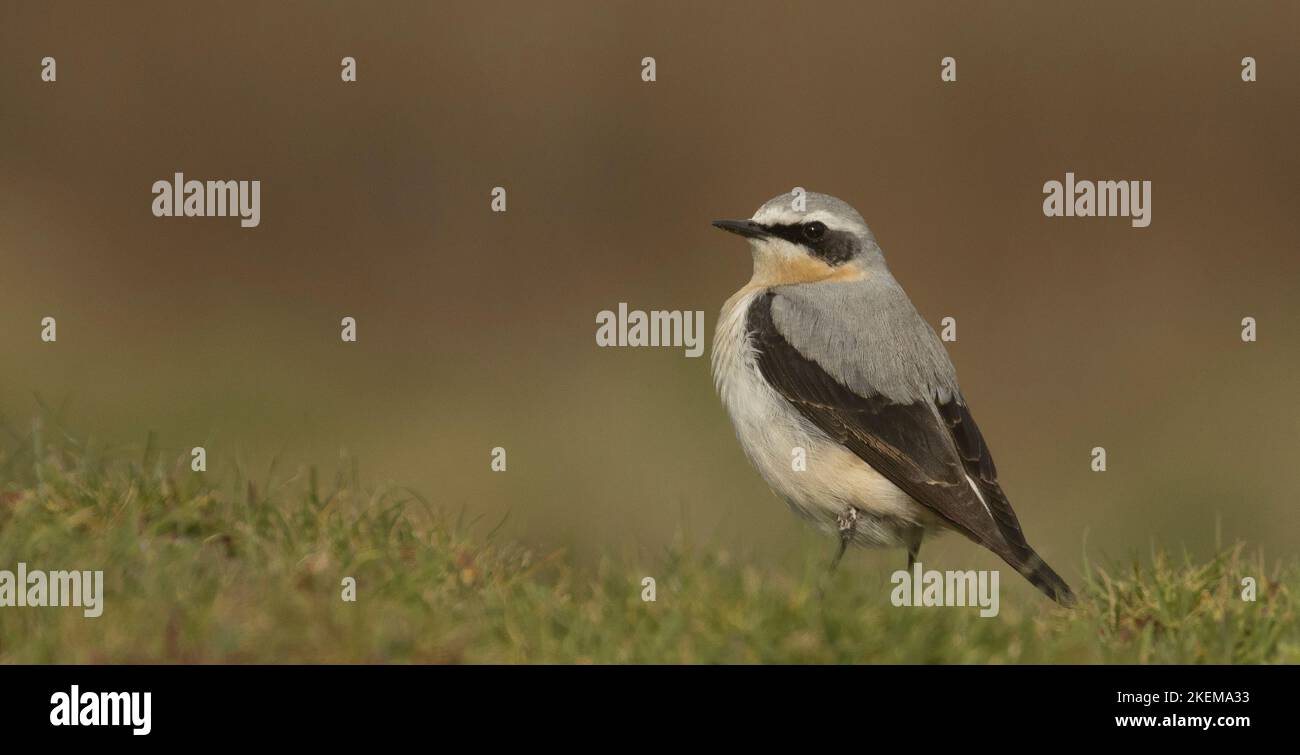 Plump Northern wheatear Stock Photo - Alamy