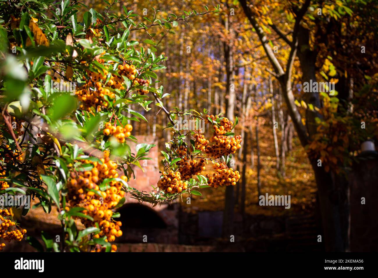Fire thorn bush full of orange colored berries in the forest. Natural ...