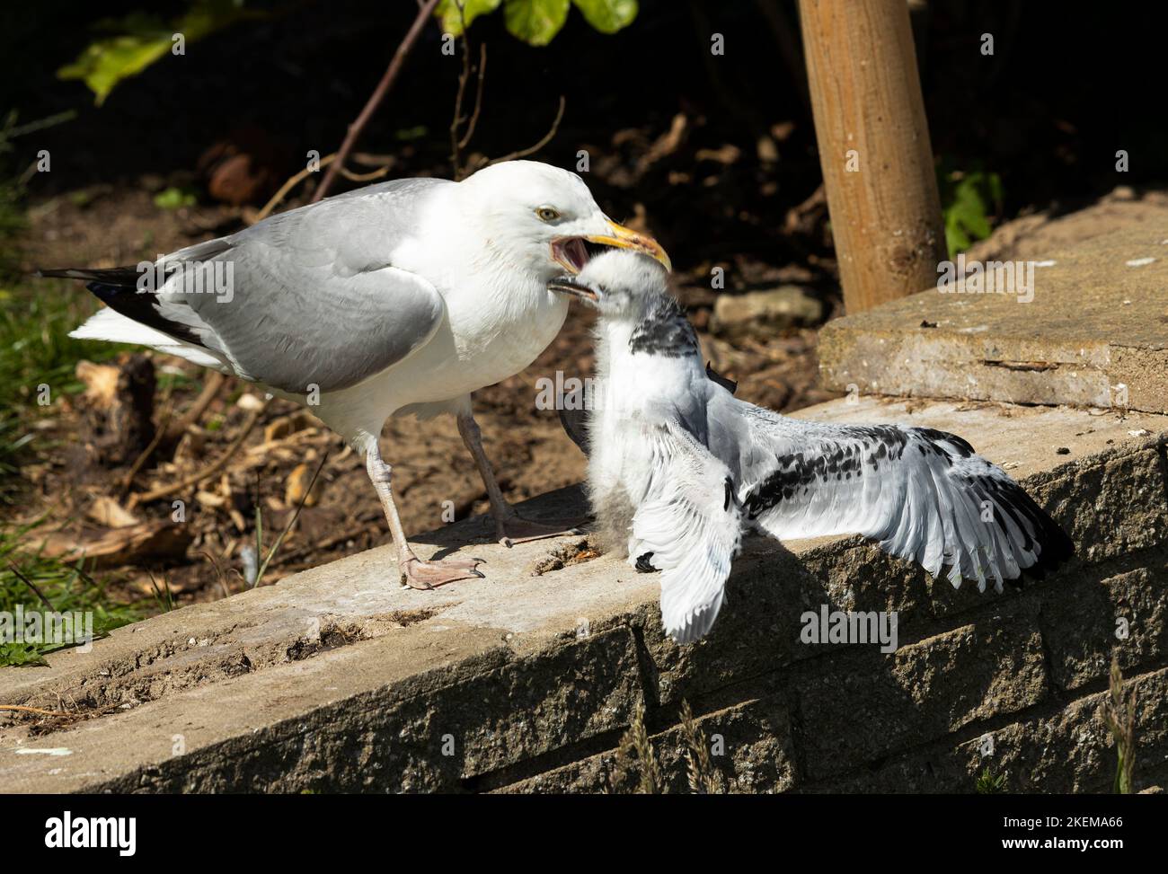 The Herring Gull will scavenge but they are opportunists that will ...