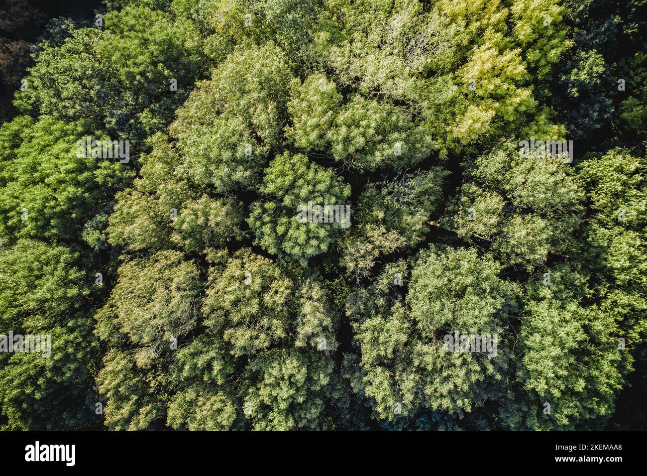 Aerial view Autumn forest Drone flyover Brown trees Stock Photo - Alamy