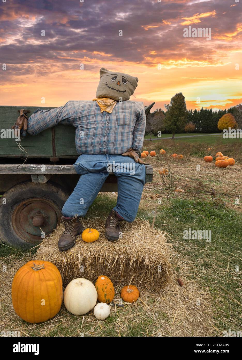 Scarecrow on Amish Farm before Thanksgiving Stock Photo - Alamy