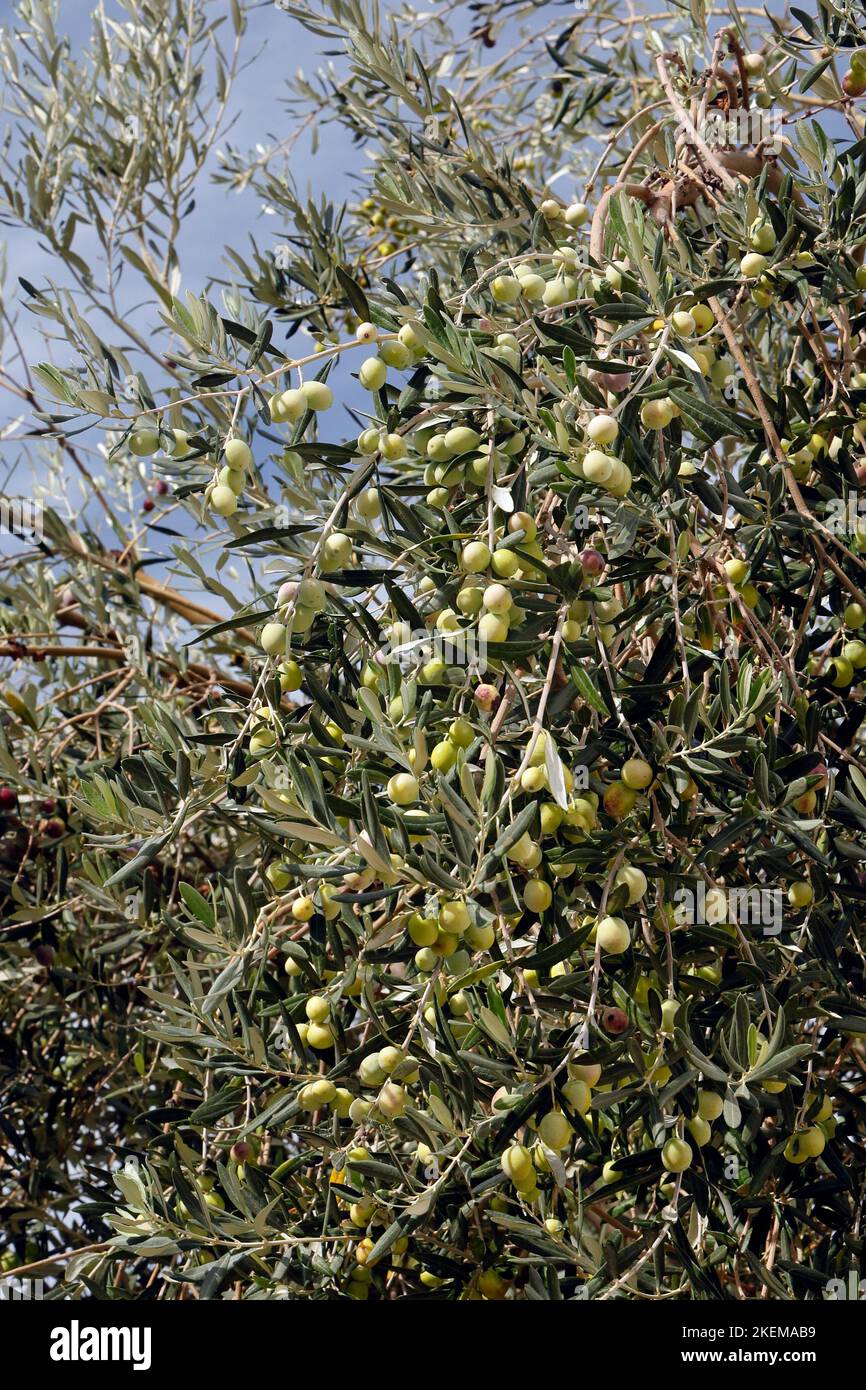 Olives - Olea europaea- ripening on olive tree, Lesbos island, Greece ...